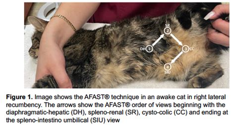 Iveccs 2023 Poster Comparison Of Point Of Care Ultrasound Small