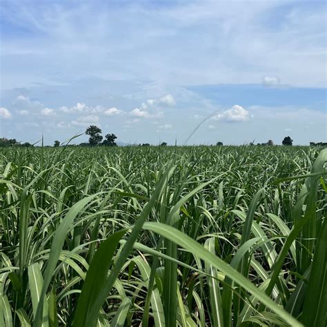 แชมป์nks Youtube