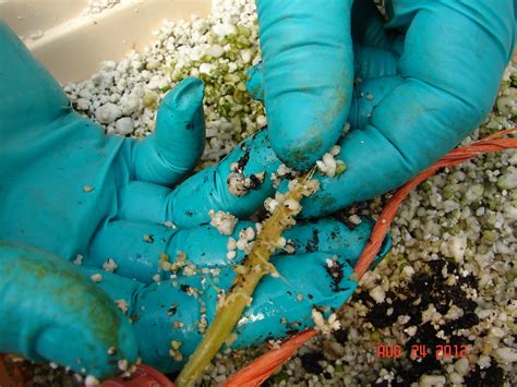 University Of Illinois Plant Clinic Pythium Damping Off At The Soil Line Of Cucumber