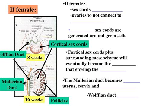 PPT Chapter 17 Sex Determination PowerPoint Presentation Free Download ID 3288339