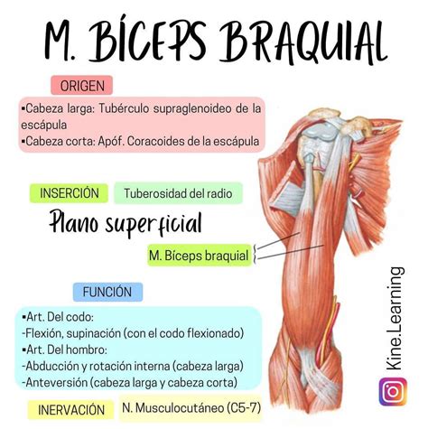 Músculo Bíceps Braquial Anatomia Humana Musculos Anatomía Médica Anatomia Y Fisiologia Humana