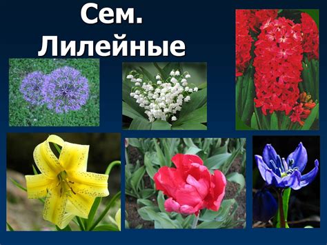 Растения семейства лилейных 67 фото