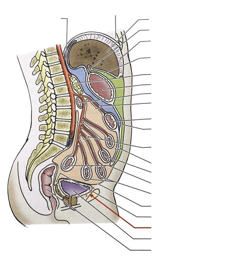 Ch 3 The Peritoneal Cavity Diagram Quizlet