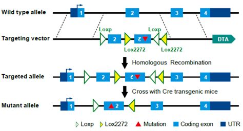 基因敲入小鼠，点突变 条件性点突变 人源化介绍 Udp糖丨mof丨金属有机框架丨聚集诱导发光丨荧光标记推荐西安齐岳生物