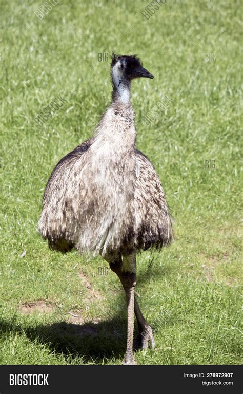 Australian Emu Walking Image And Photo Free Trial Bigstock