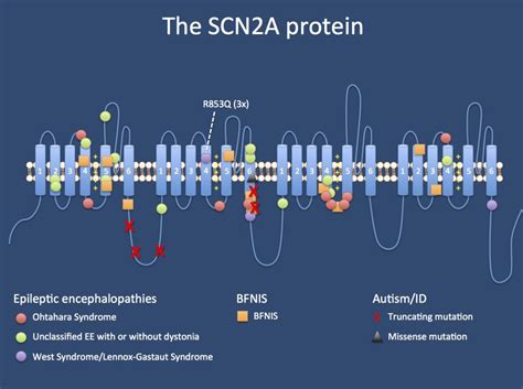 SCN2A This Is What You Need To Know In 2015 Sodium Channel Neurological Disorders Physical