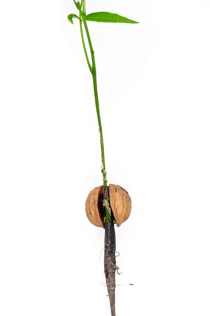 Premium Photo Detail Of The Sprouting Nut
