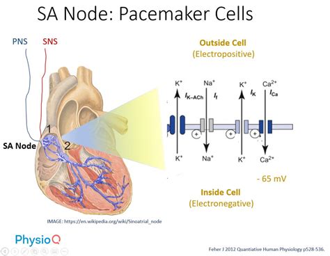 Hrv Physiology And Methodology Part 3 Part 2 Talked About Freq Domain