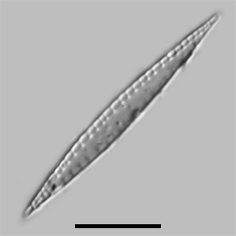 Nitzschia Genera Diatoms Of North America