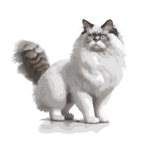 Premium Vector Graceful Ragdoll Vector Illustration Editable Cat