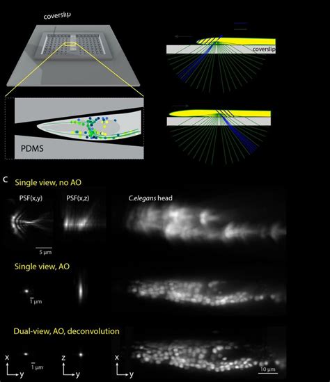 dual view imaging of c elegans in microfluidic chip a overview of