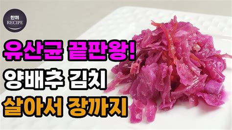 양배추🥬🥰있으시면 꼭 이렇게 해보세요~리얼 유산균 폭탄 양배추절임김치 위가 편안해지고 장이 튼튼해집니다 Youtube