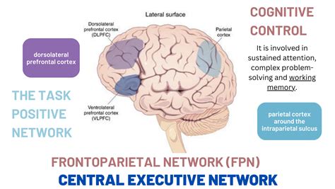 Default Mode Network Salience Network Central Executive Network