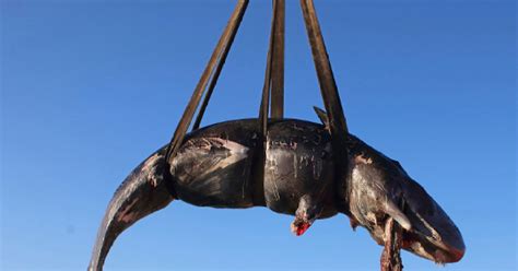 고래 뱃속 쓰레기 더미에 죽은 새끼 폐플라스틱의 무서운 역습