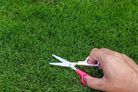 Cutting The Grass With Scissors And Using The Level Tool To Level The
