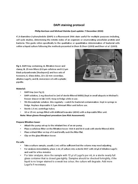 Dap I Staining Protocol Pdf Filtration Dapi