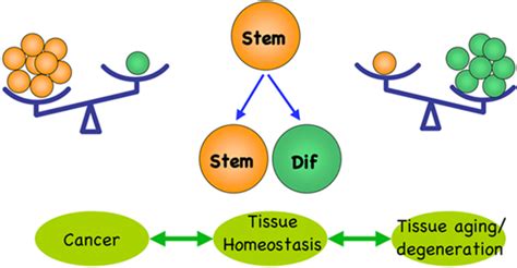 Figure 28 From Specification And Morphogenesis Of The Drosophila