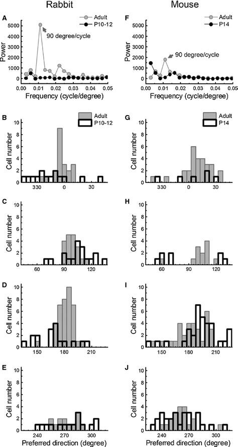 The Preferred Directions Of The Direction Selective Ganglion Cells
