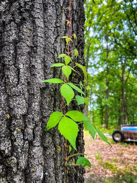 Tf Trees 43 Poster For Sale By Tfwarden Redbubble