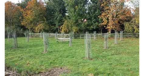 Схеми на засаждане на дръвчета Български Фермер