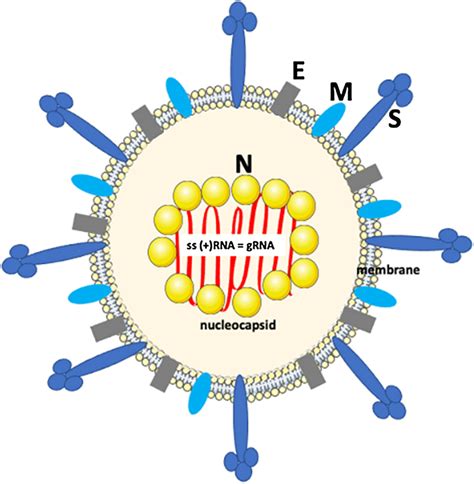 Sars Cov 2 Structure The Sars Cov 2 Virion Consists Of A Nucleocapsid Download Scientific