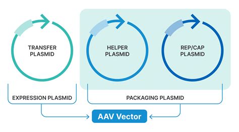 Plasmids For Lentivirus And Aav Manufacturing Anemocyte