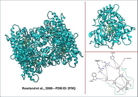 Structure Function And Genetic Variation Of Cyp2d6 A Cytochrome