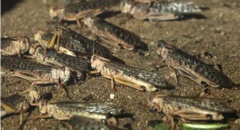 “იტალიური კალია“ მეზობელი ქვეყნებიდან შემოდის და ძირითადად სასაზღვრო რაიონებს აზიანებს