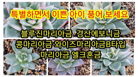 2월 21일 특별하면서 이쁜아이 품어 보세요 콩마리아금 꽃눈마리아금 블루진마리아금 경산에보니금 마리아금 엘크혼금 구경해보세요 Youtube