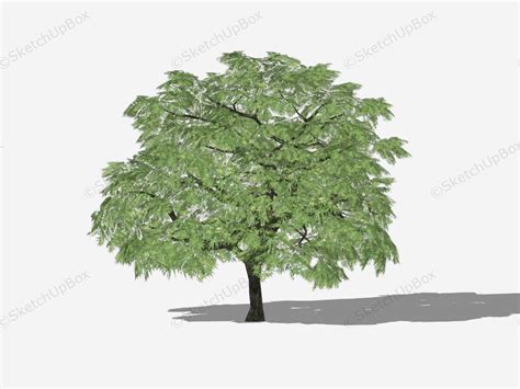 Green Palmate Maple Tree Sketchup 3d Model Skp File Download Sketchupbox