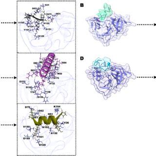 NS B NS Substrate Peptide Complex A Interacting Substrate Peptide Download Scientific