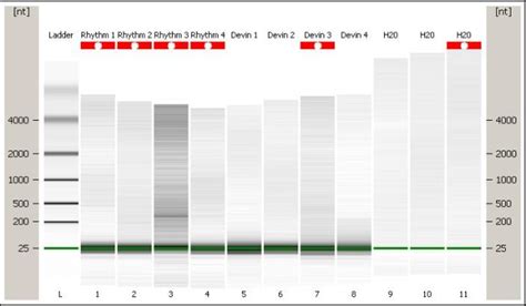 Small Molecular Weight Rna Transcripts As Detected Using Bioanalyzer
