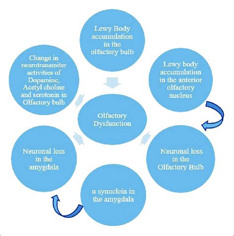 PD Associated Pathological Changes In The Olfactory System 23 27 Download Scientific Diagram