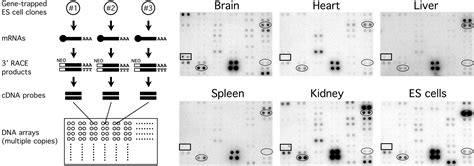 Expression Profiling With Arrays Of Randomly Disrupted Genes In Mouse Embryonic Stem Cells Leads