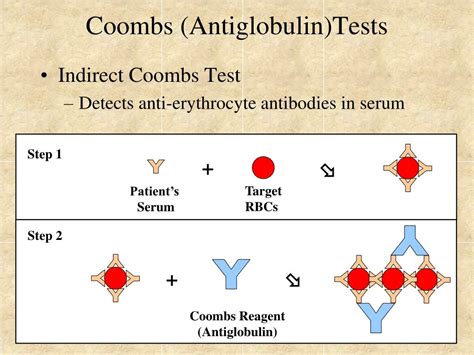 Ppt Agglutination Tests Powerpoint Presentation Free Download Id 5903463