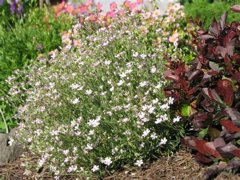 Гипсофила ползучая Розеа (Gypsophila repens Rosea) купить в Москве по ...