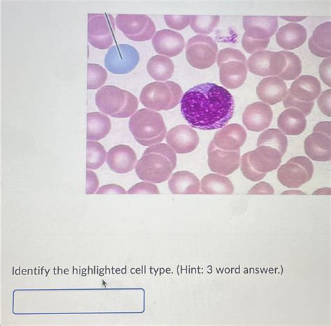 Solved Identify The Highlighted Cell Type Hint 3 ﻿word