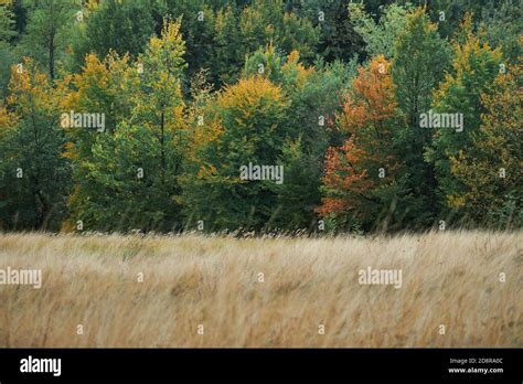 Colorful Fall Foliage With Trees Changing Colors Stock Photo Alamy