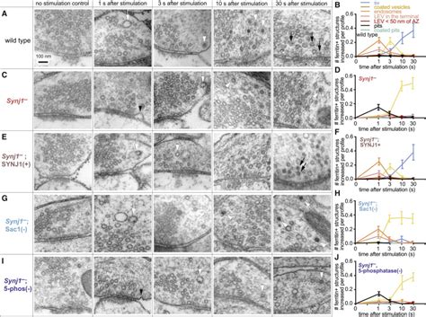 Synaptojanin And Endophilin Mediate Neck Formation During Ultrafast Endocytosis Neuron