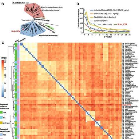 Genetic Map Of The Brain Bacterium Genome A The Heatmap Shows