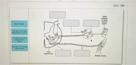 solved art labeling activity chapter 14 matching questions 1 4