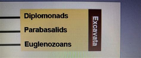 Biology 1011 Chapter 28 Protists Flashcards Quizlet