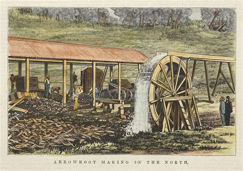 Arrowroot Making In The North Antique Print Map Room