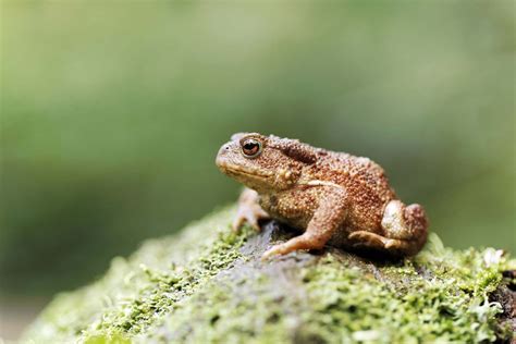 Instinct Definition And Facts Britannica