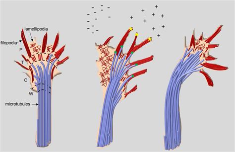 Dynamic Microtubules Regulate Growth Cone Turning And Axon Guidance Download Scientific Diagram