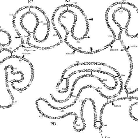 Pdf Structure And Functions Of Plasminogenplasmin System