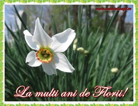 Mesaje De Florii Timp Liber