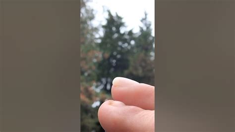 Cryptids In City Nwnativetracker Youtube