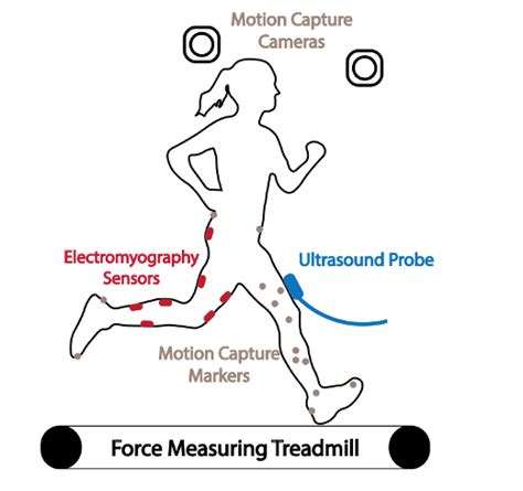 Locomotion In Deformable And Dissipative Terrain Physiology Of