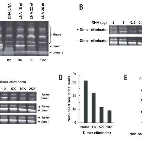 Scheme Of Small Rna Library Construction Using The Dimer Eliminator And Download Scientific